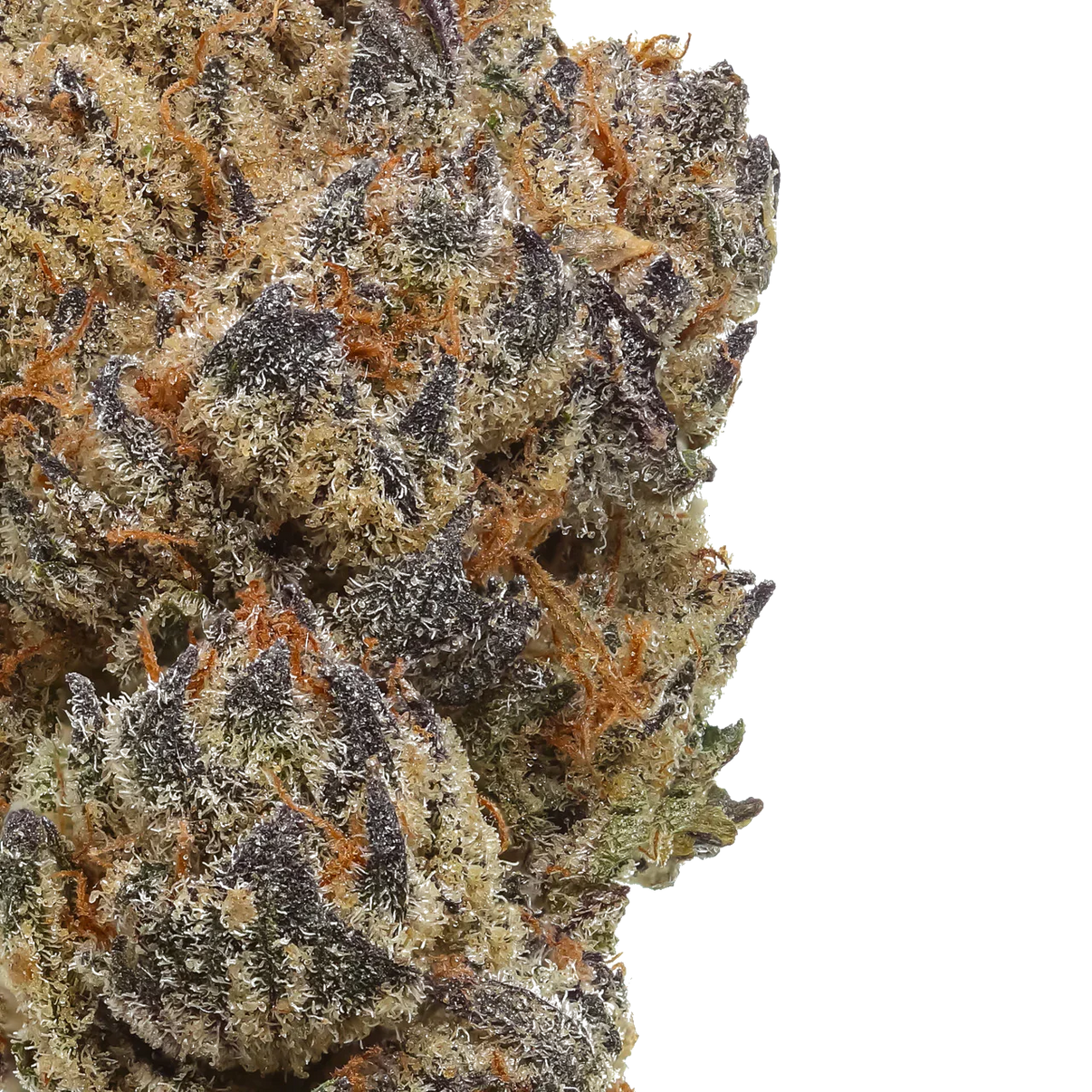 Zoda x Zeclair – Flow Gardens